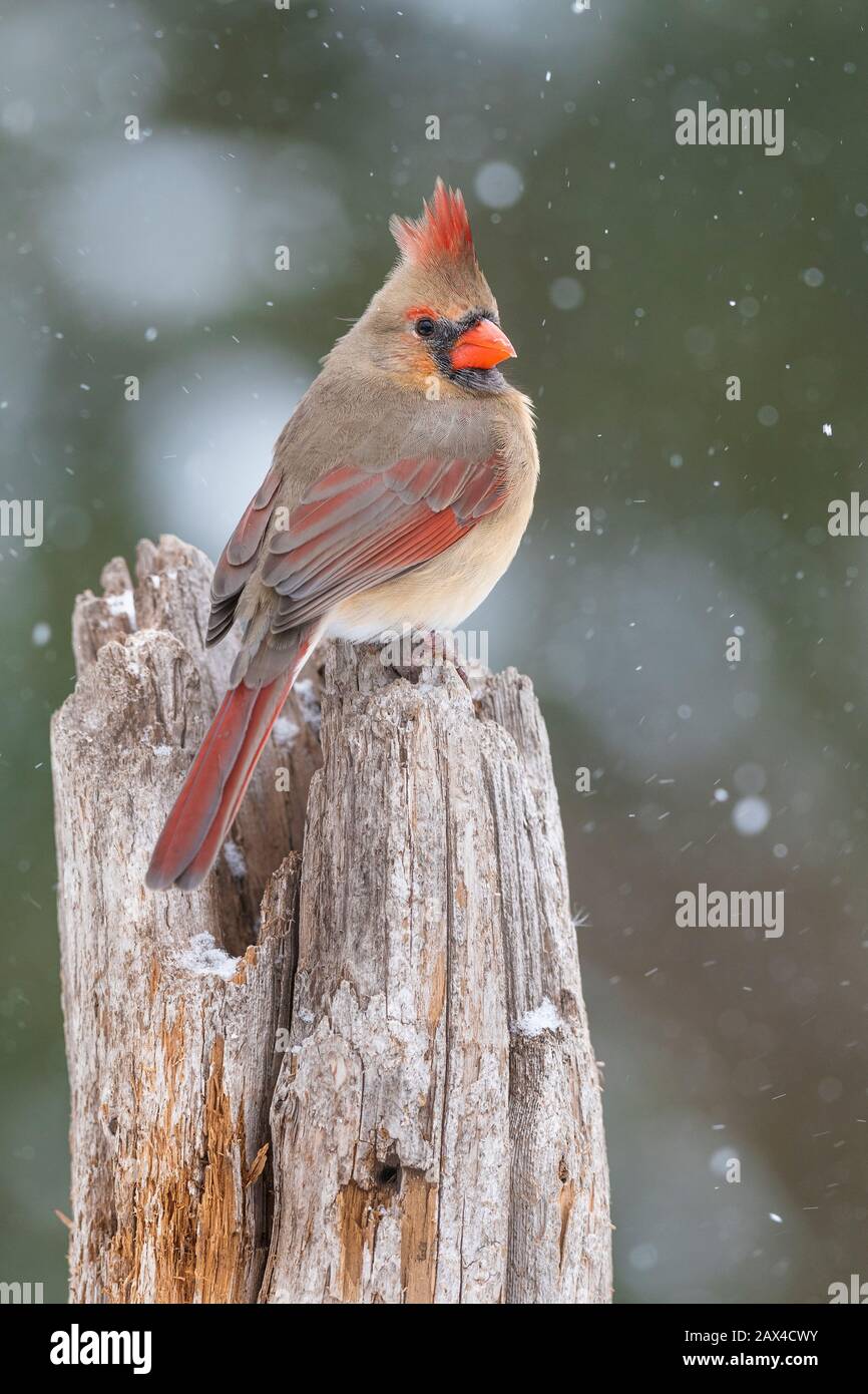 Eastern cardinal hi-res stock photography and images - Alamy