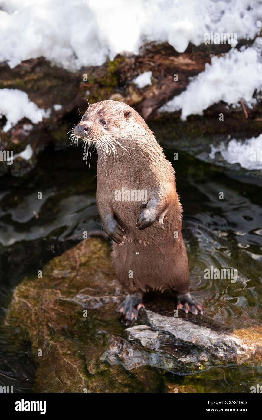 Otter lutra lutra holt hi-res stock photography and images - Alamy