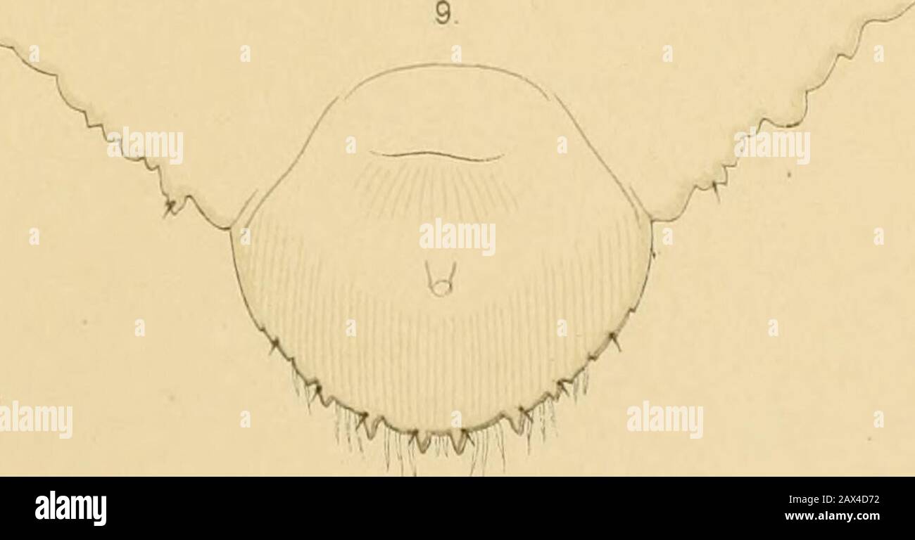 The Coccidae of Ceylon . P VTM.Trap imp. AOKIDIA LORANTHI 1-5.AORIDIA ...