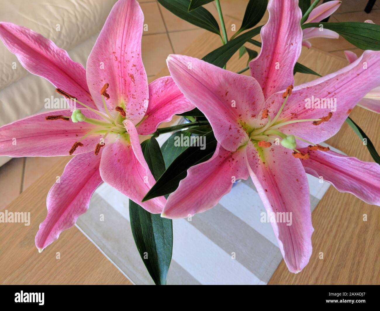 Australian lily flower hi-res stock photography and images - Alamy