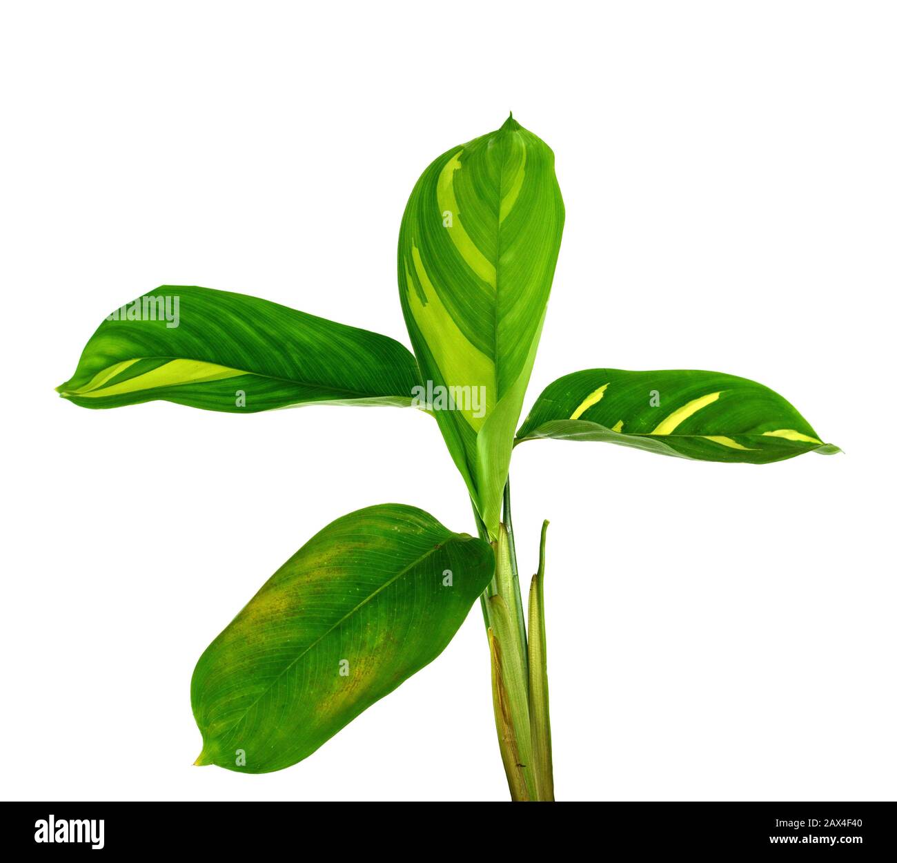 Maranthaceae, Calathea isolated. Calathea zebrina (The zebra plant ...