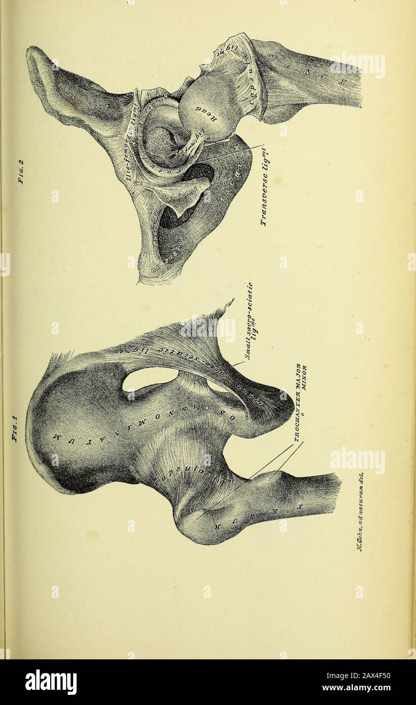 Practical human anatomy [electronic resource] : a working-guide for ...