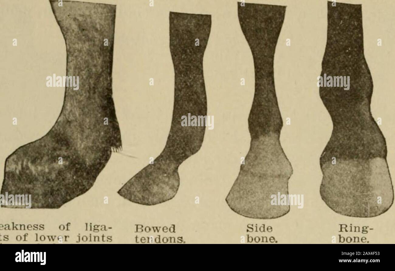 Fetlocks hi-res stock photography and images - Alamy