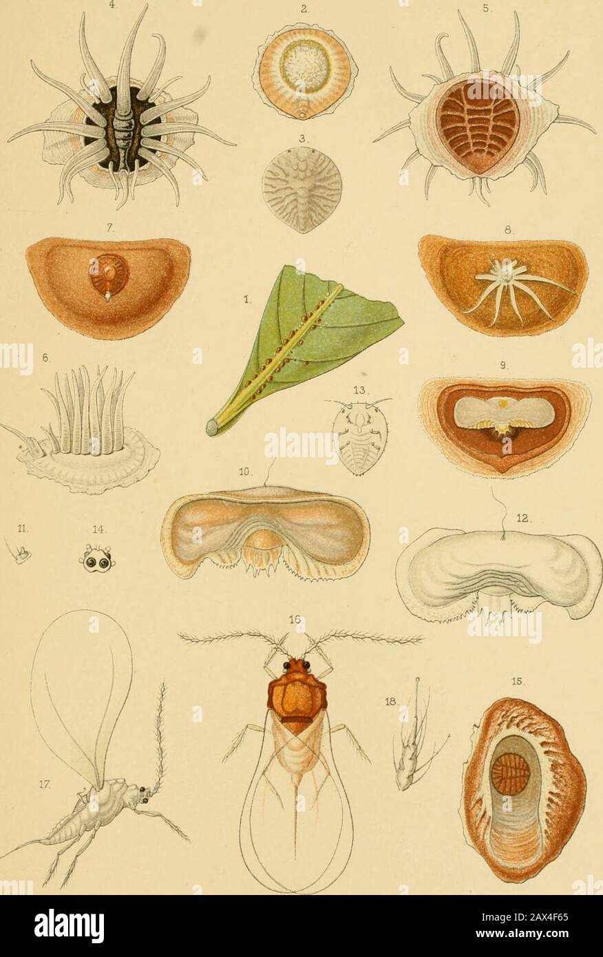 Aspidiotus hi-res stock photography and images - Alamy