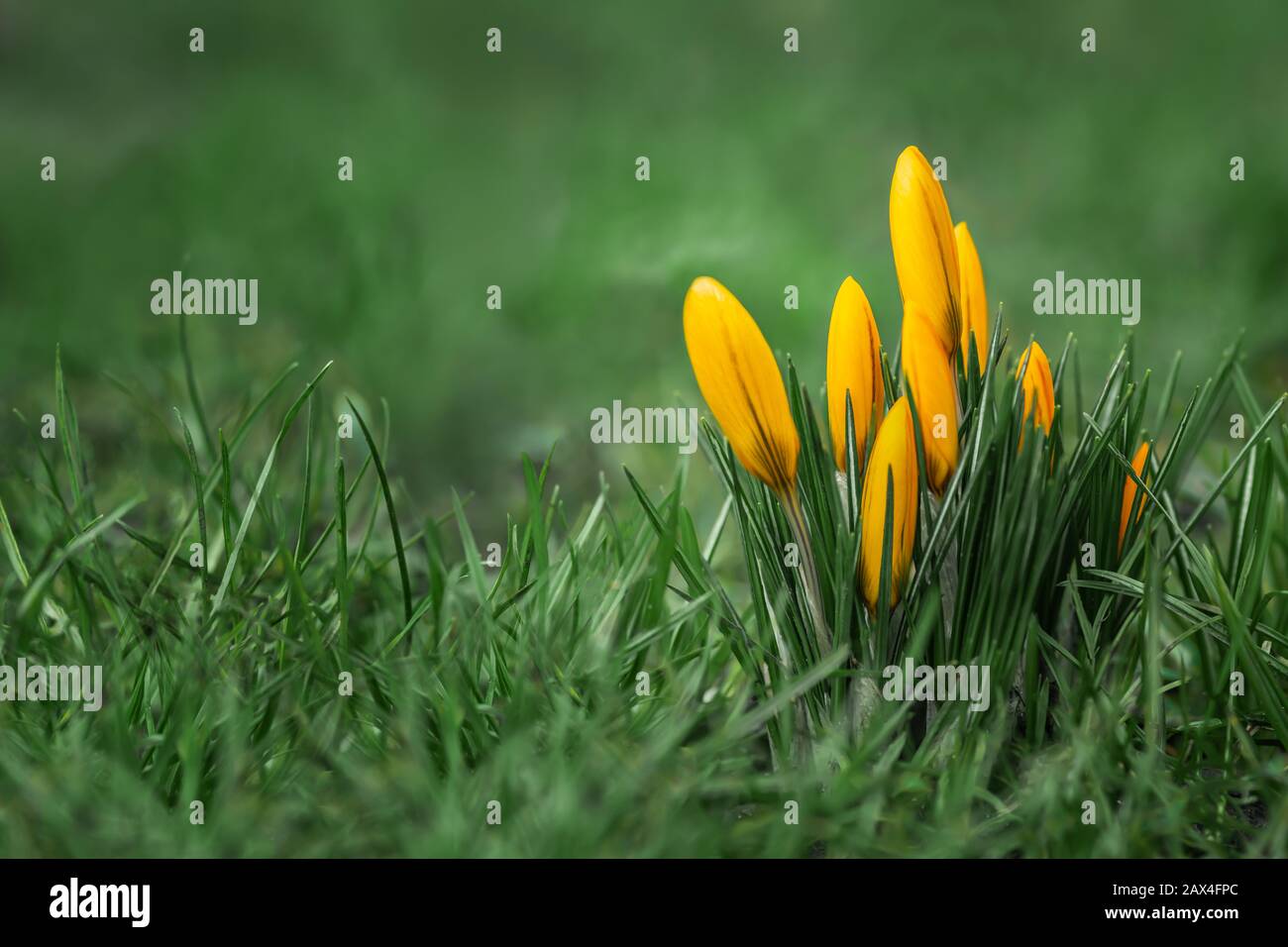 Group of yellow crocuses are in natural green background Stock Photo ...