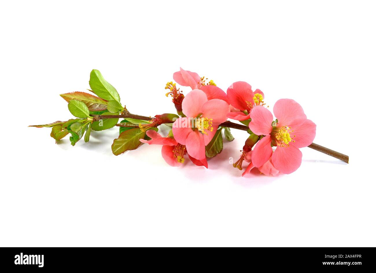 Spring blossoms of tree white background Stock Photo - Alamy
