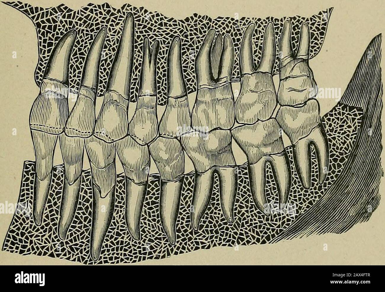 The etiology of osseous deformities of the head, face, jaws and teeth ...