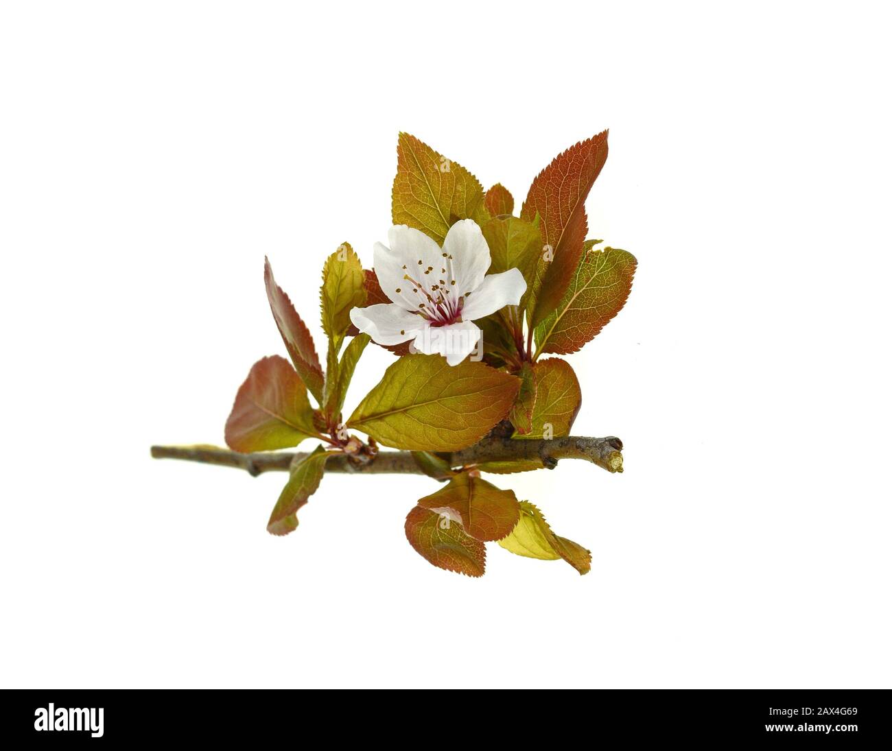Branch with blossoms isolated on white Stock Photo - Alamy