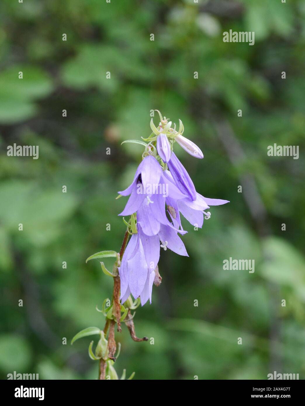 beautiful bluebell flowers on a green background Stock Photo - Alamy