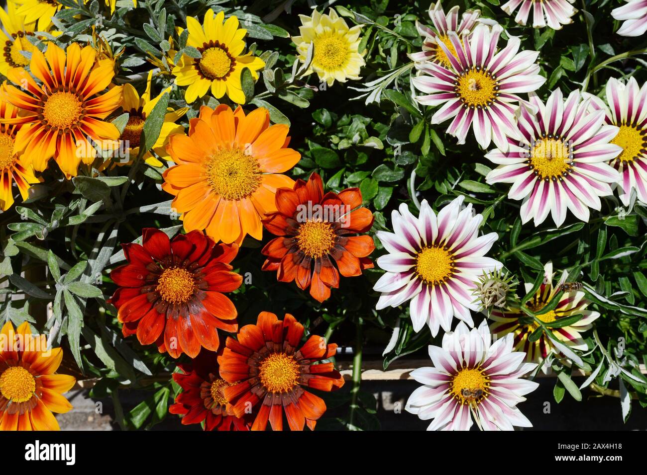 Spring flowers in the garden Stock Photo - Alamy