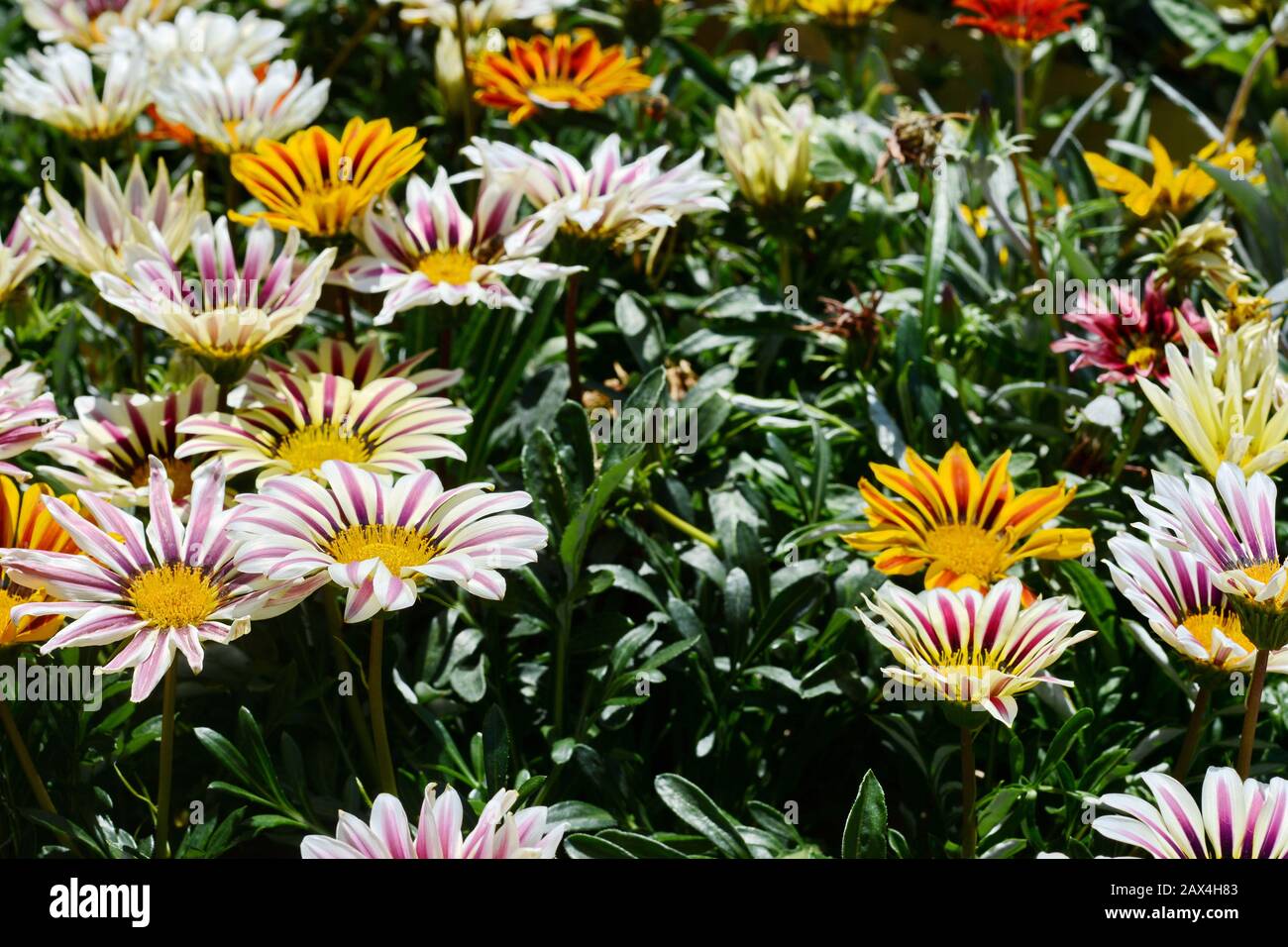 Spring flowers in the garden Stock Photo - Alamy