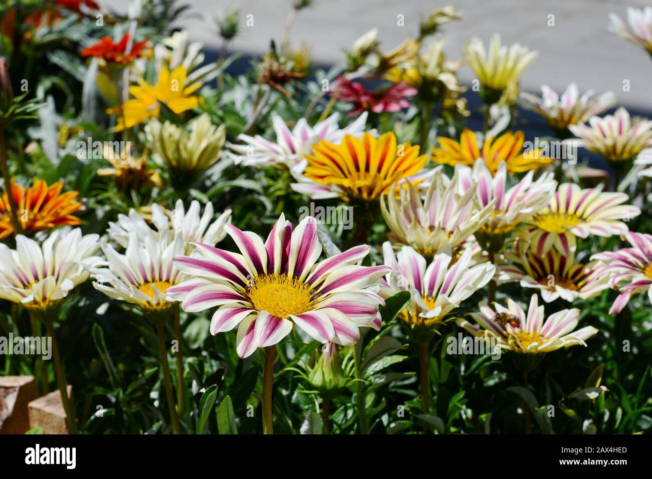 Spring flowers in the garden Stock Photo - Alamy