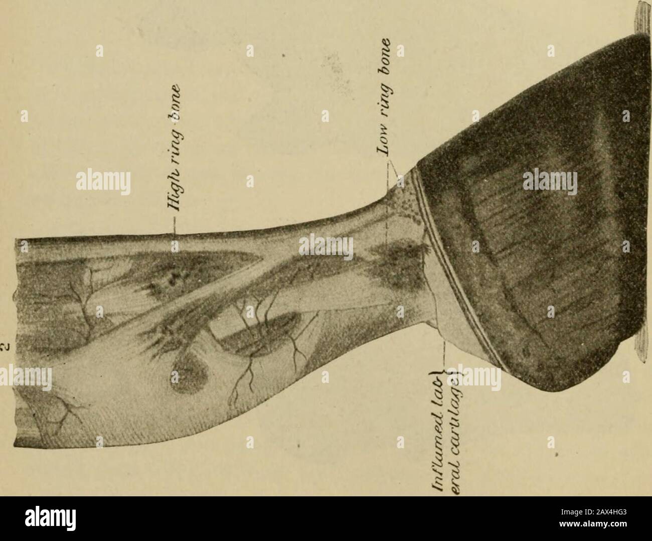 Bone spavin hi-res stock photography and images - Alamy