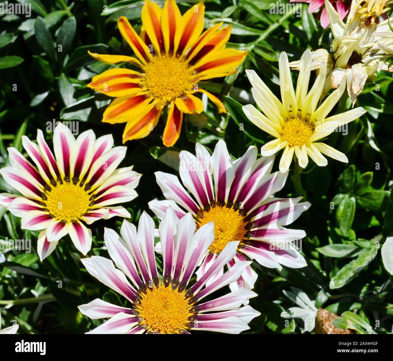 Spring flowers in the garden Stock Photo - Alamy