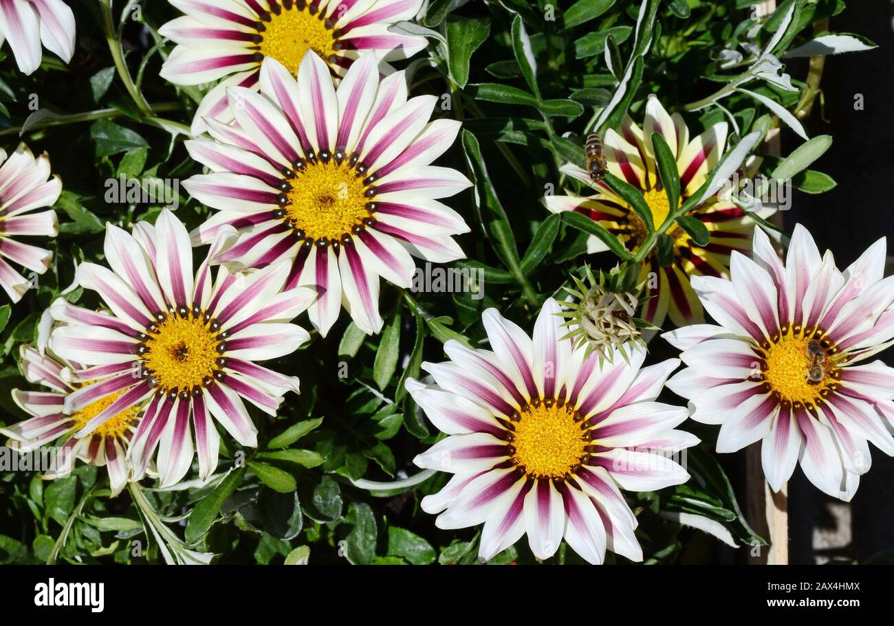 Spring flowers in the garden Stock Photo - Alamy