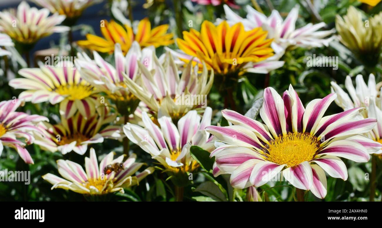 Spring flowers in the garden Stock Photo - Alamy