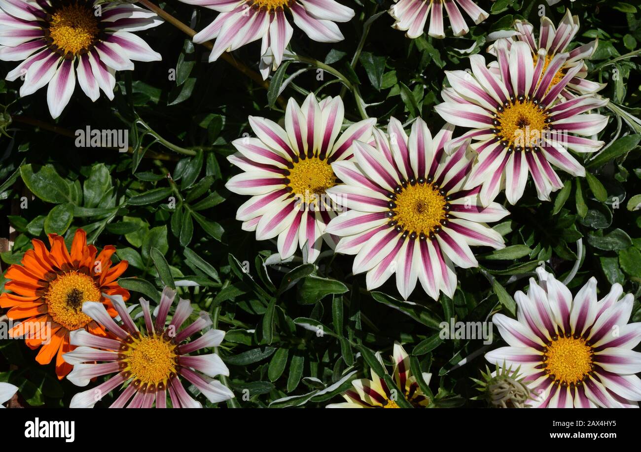 Spring flowers in the garden Stock Photo - Alamy