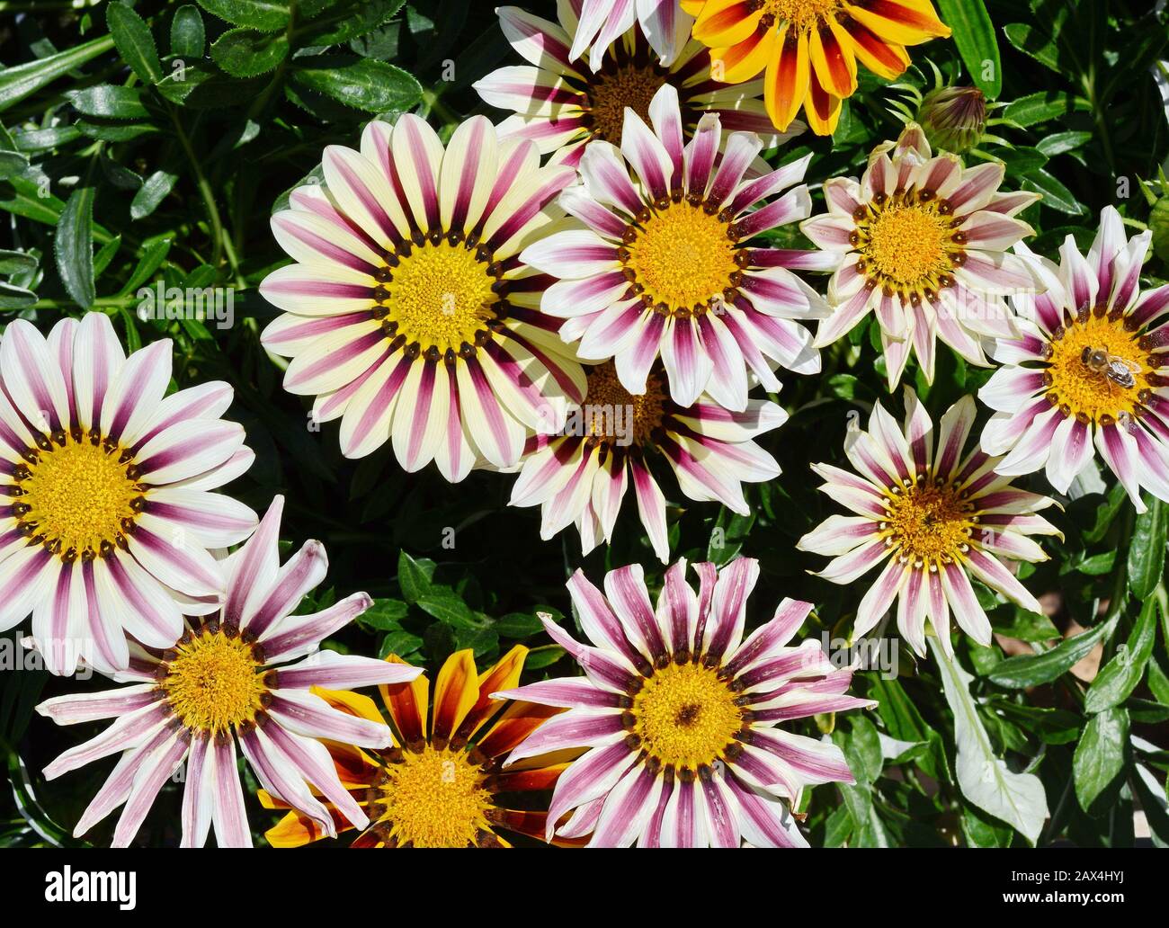 Spring flowers in the garden Stock Photo - Alamy