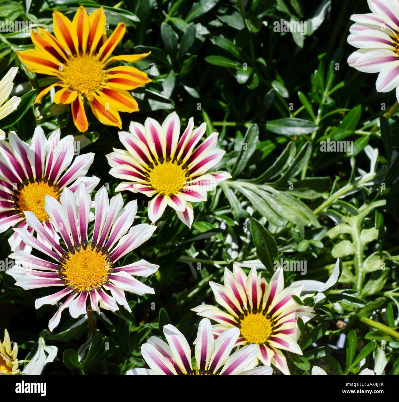 Spring flowers in the garden Stock Photo - Alamy