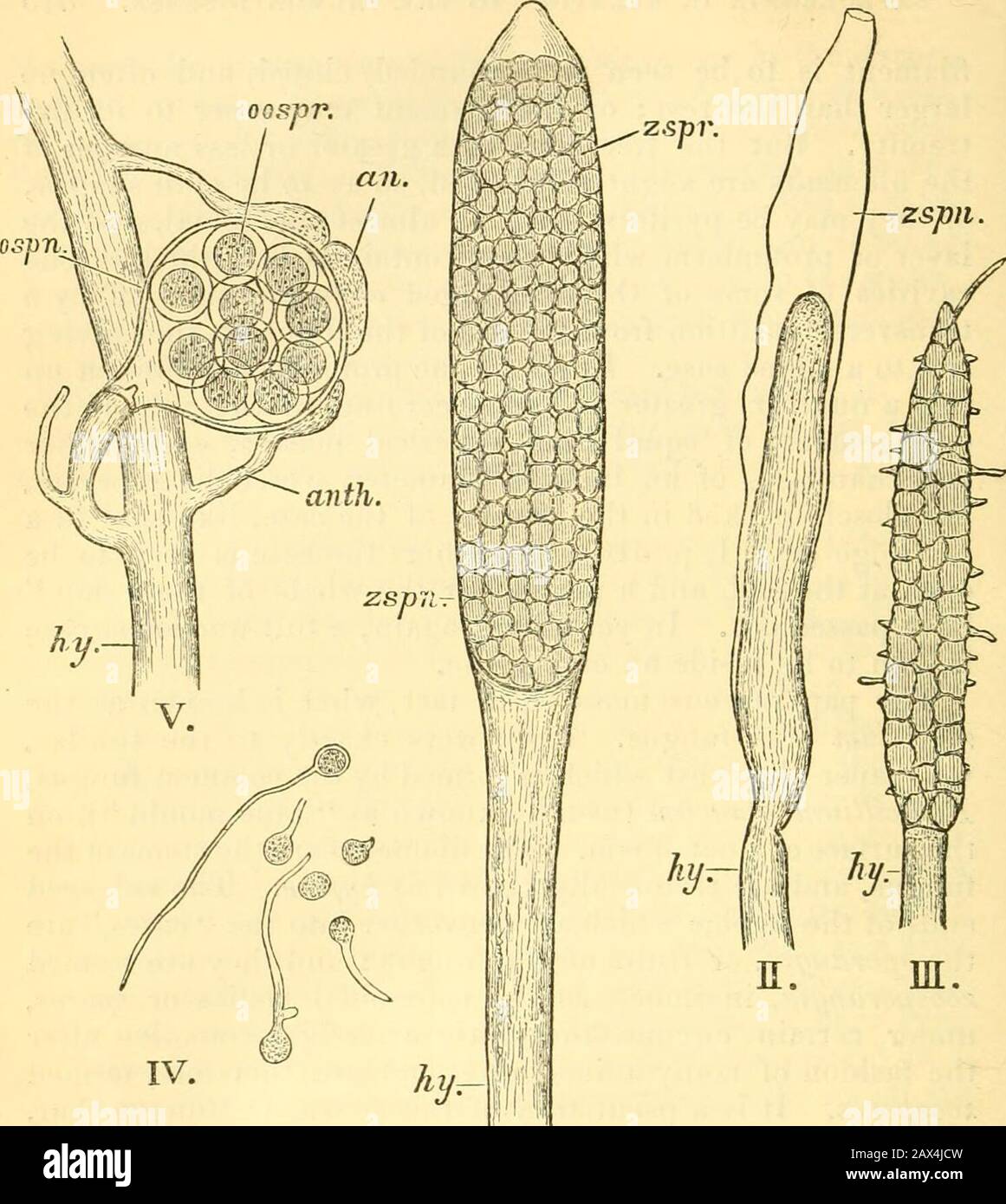 Animalcules within hi-res stock photography and images - Alamy