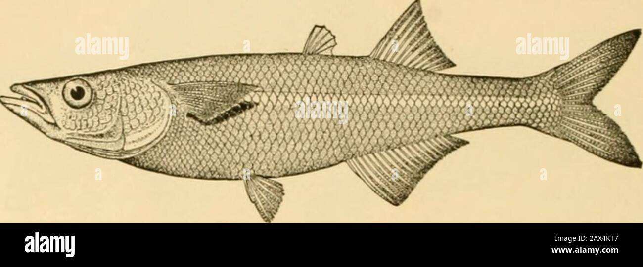 Fishes . Fig. 97.—Atka-fish, Plcuroyrammus monoptenjgiufi (Pallas ...