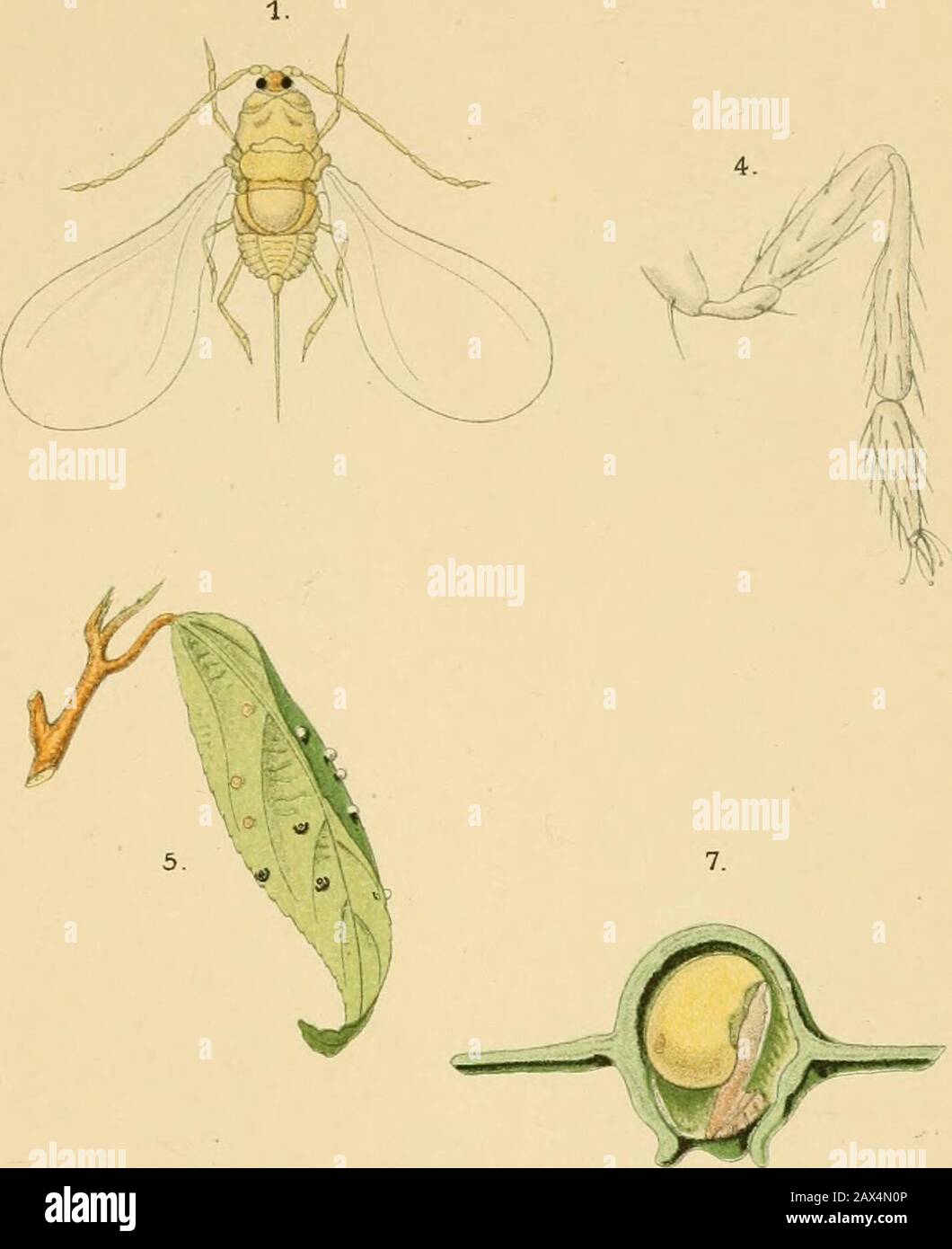 The Coccidae of Ceylon . ^4 r Stock Photo - Alamy