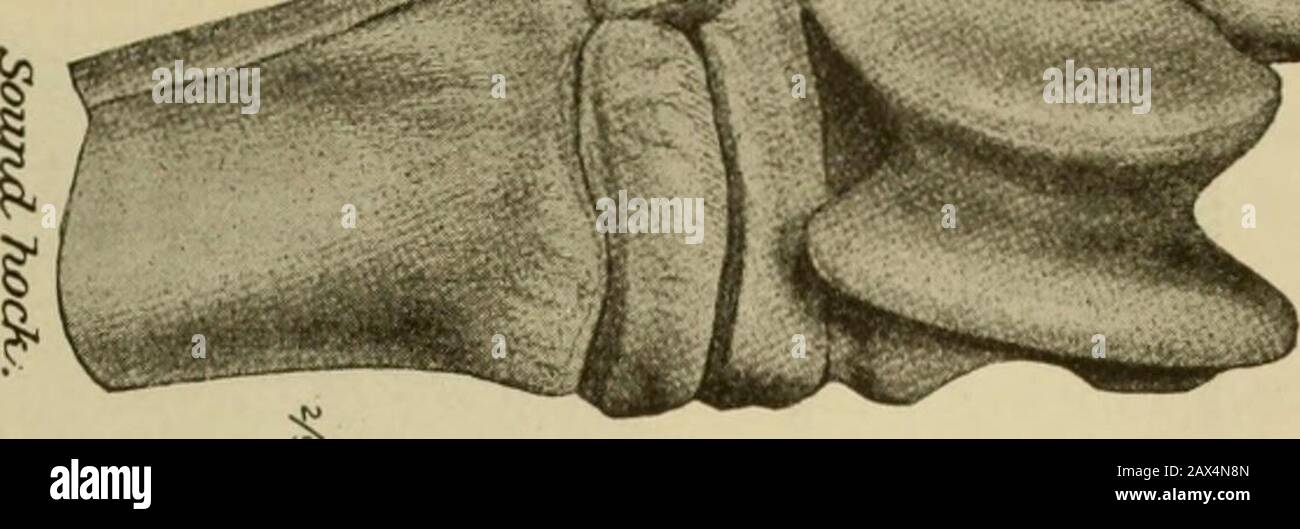 Bone Spavin High Resolution Stock Photography and Images - Alamy