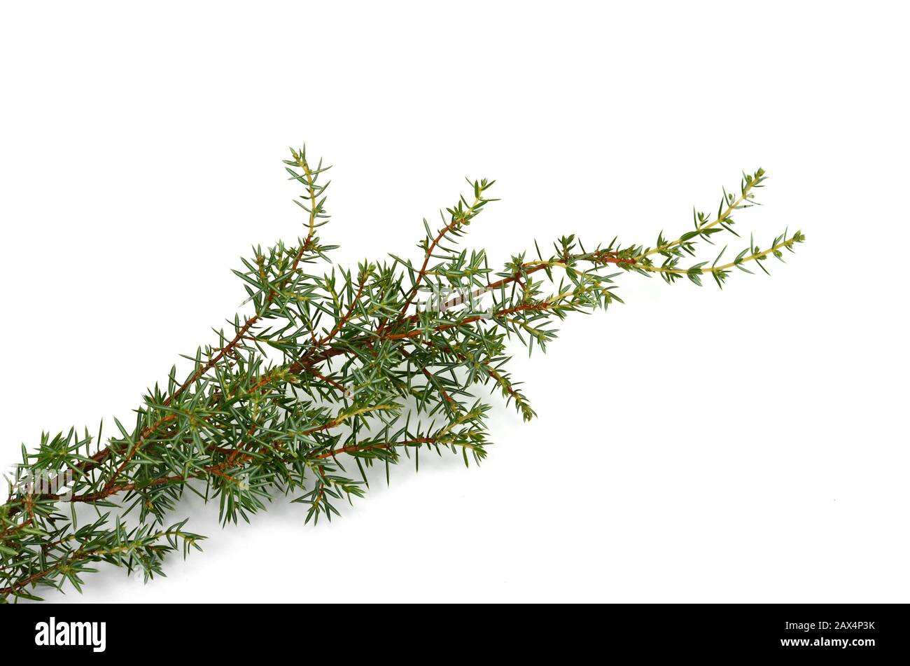 Juniper twig isolated on white background Stock Photo - Alamy