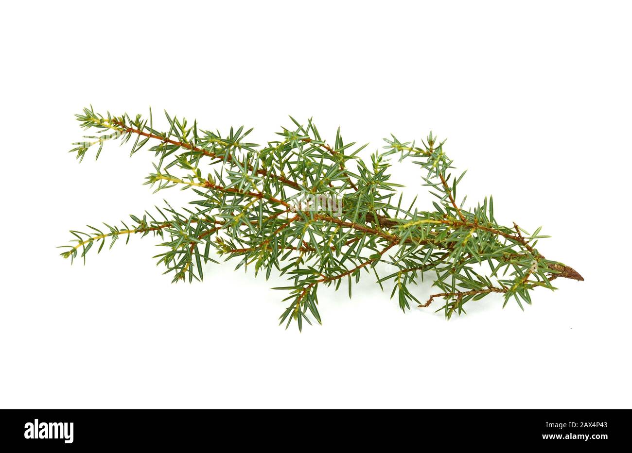 Juniper twig isolated on white background Stock Photo - Alamy