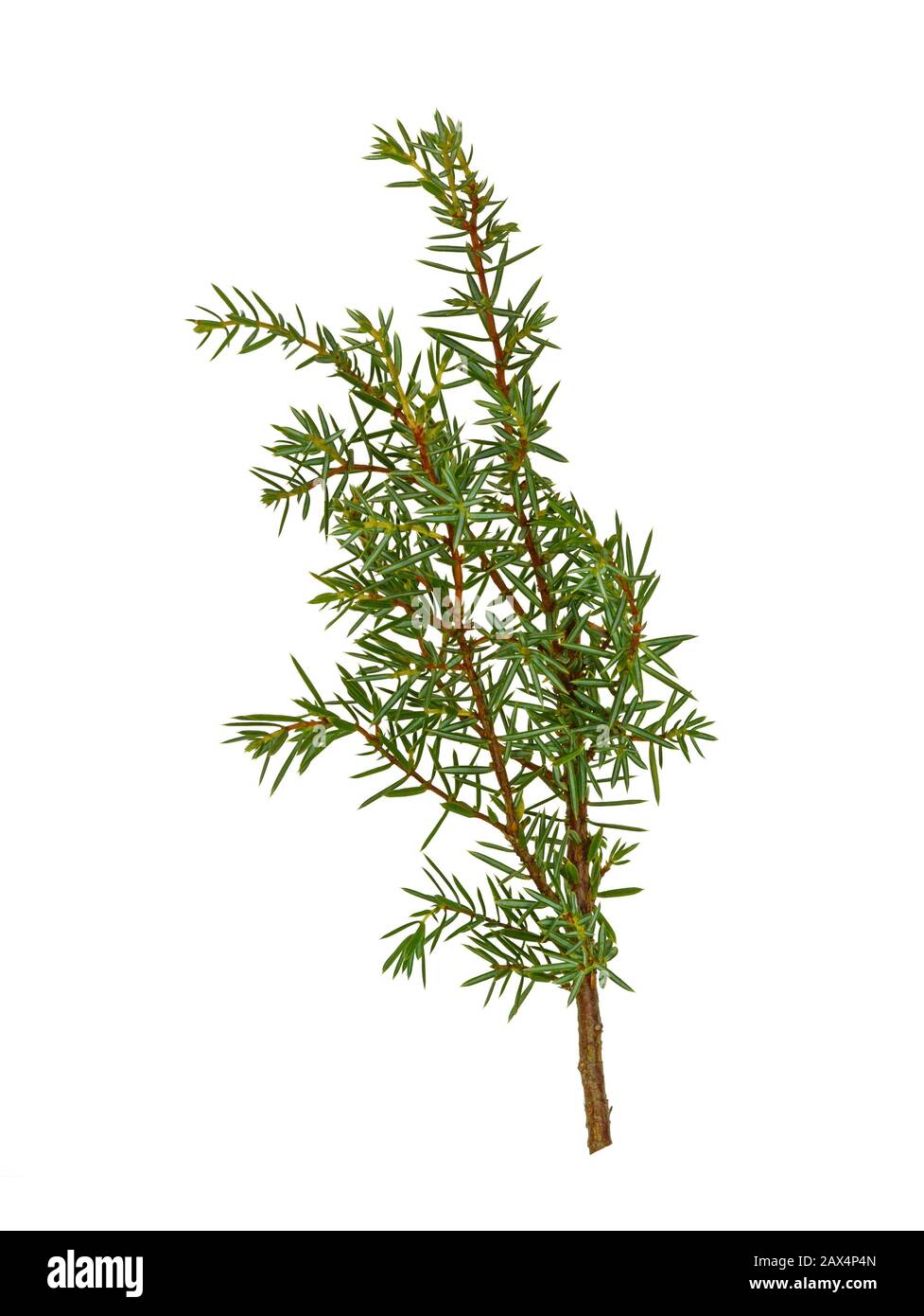 Juniper twig isolated on white background Stock Photo - Alamy