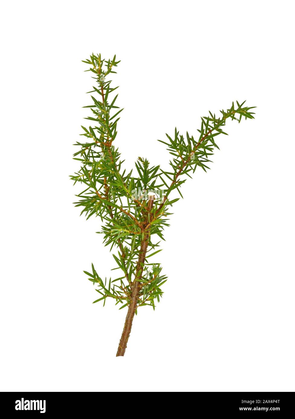 Juniper twig isolated on white background Stock Photo - Alamy
