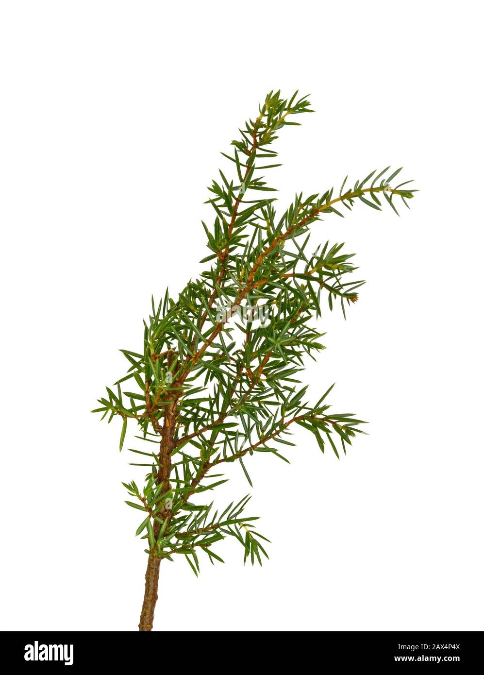 Juniper twig isolated on white background Stock Photo - Alamy