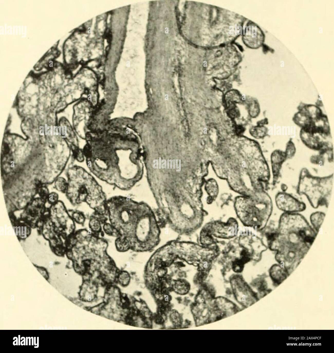 A textbook of obstetrics . acenta ofpig; C, structure of placenta of ...