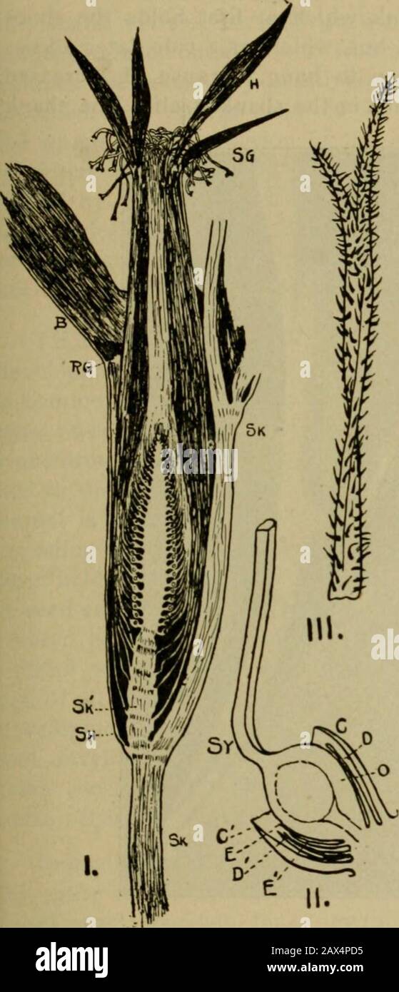 Sheath of corn hi-res stock photography and images - Alamy
