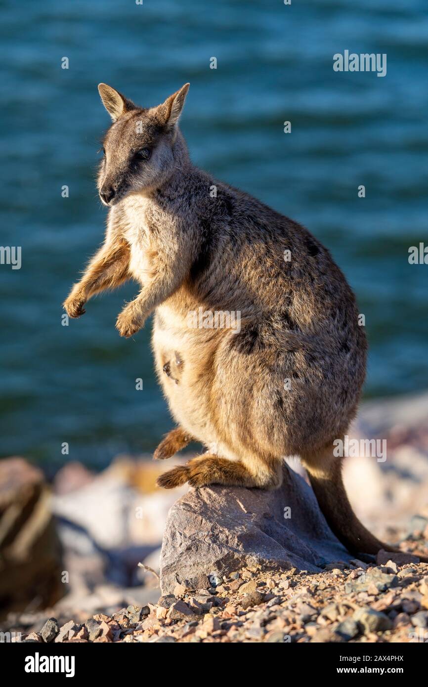 Petrogale assimilis hi-res stock photography and images - Alamy