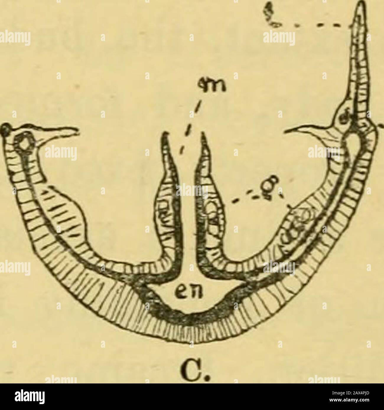 A phylogenetic classification of animals (for the use of students ...