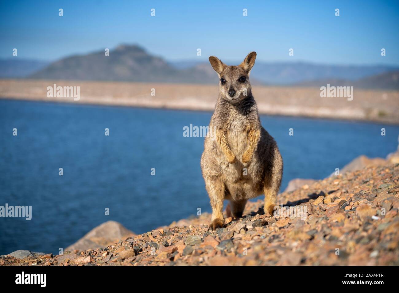 Ross river dam hi-res stock photography and images - Alamy