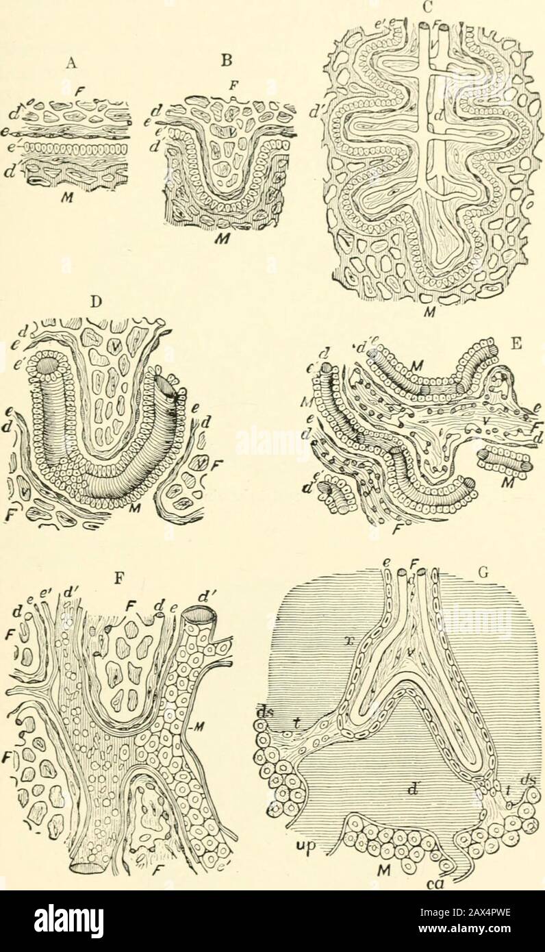 A textbook of obstetrics . Fig. 84.—The capillary system of a placental ...