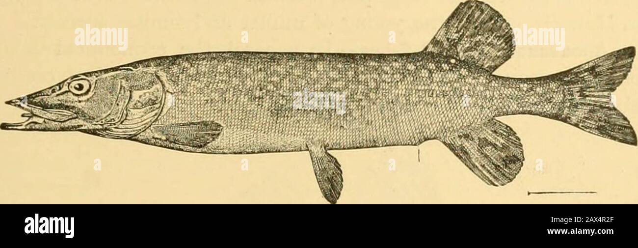 Nulato hi-res stock photography and images - Alamy