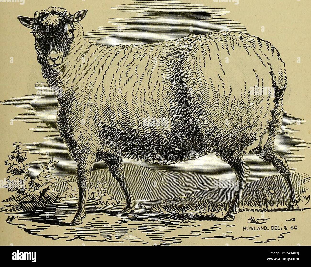 Upland sheep breeds hi-res stock photography and images - Alamy