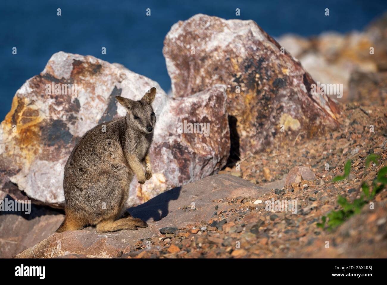 Ross Dam High Resolution Stock Photography and Images - Alamy