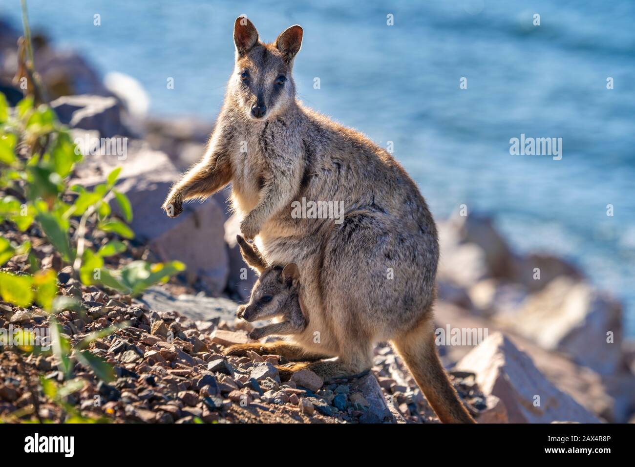 Petrogale assimilis hi-res stock photography and images - Alamy