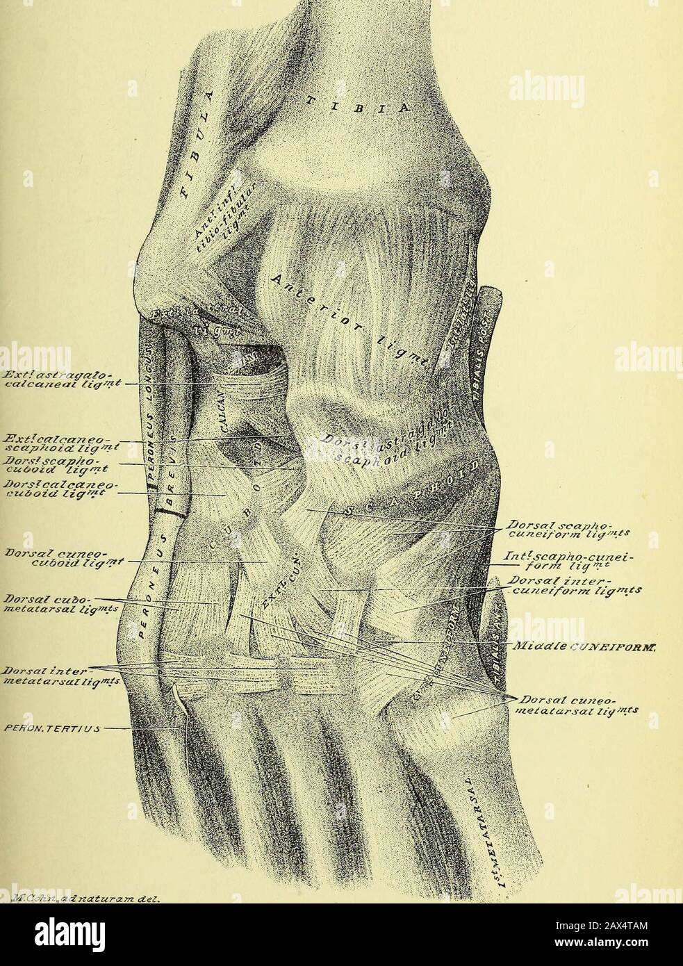 Practical human anatomy [electronic resource] : a working-guide for ...