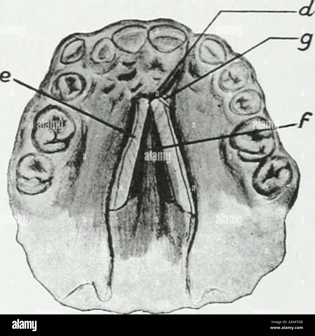 A practical treatise on the technics and principles of dental ...