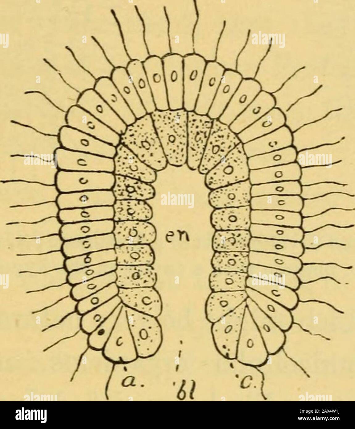 A phylogenetic classification of animals (for the use of students ...