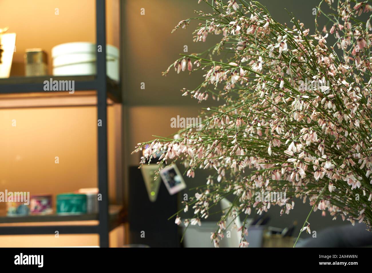 Beautiful bouquet of light pink genista cytisus flowers in a glass vase ...