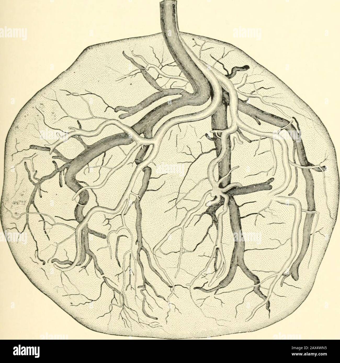 Placental injection hi-res stock photography and images - Alamy