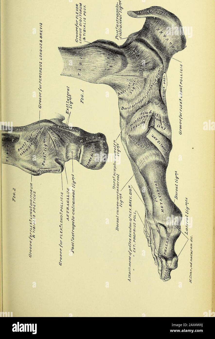 Practical human anatomy [electronic resource] : a working-guide for ...