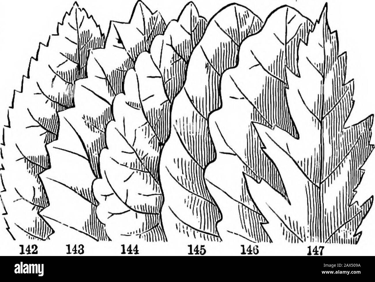 Two compound leaves Cut Out Stock Images & Pictures - Alamy