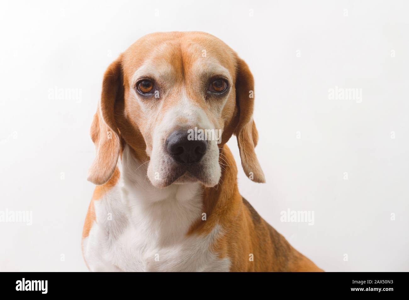 adult beagle dog approaching his face Stock Photo - Alamy